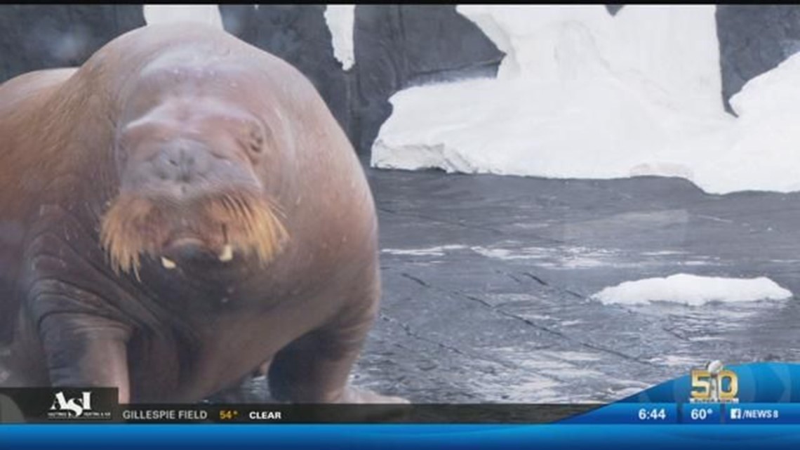 SeaWorld trainers reunited with young walrus | cbs8.com