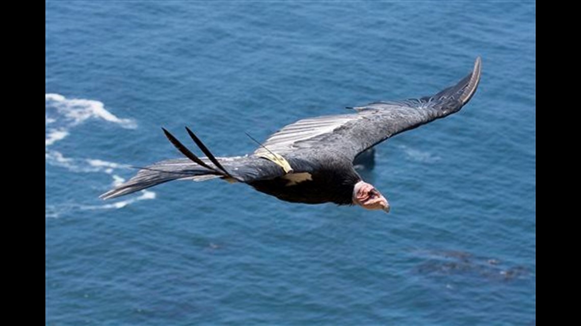 AP Exclusive: Study: rare condors harmed by DDT | cbs8.com