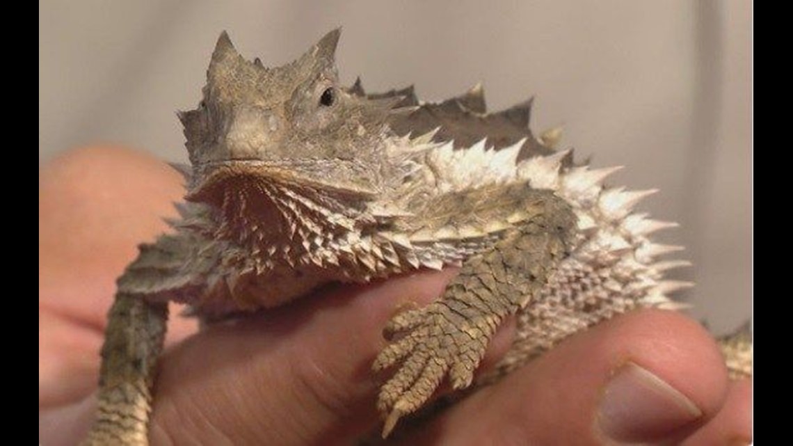 Zoo Day: Giant Horned Lizard | cbs8.com