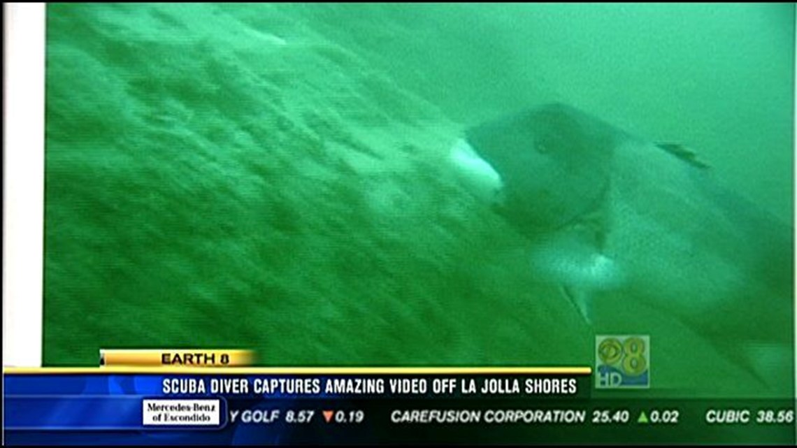 Scuba diver captures amazing video off La Jolla Shores | cbs8.com Scuba diver captures amazing video off La Jolla Shores | cbs8.com