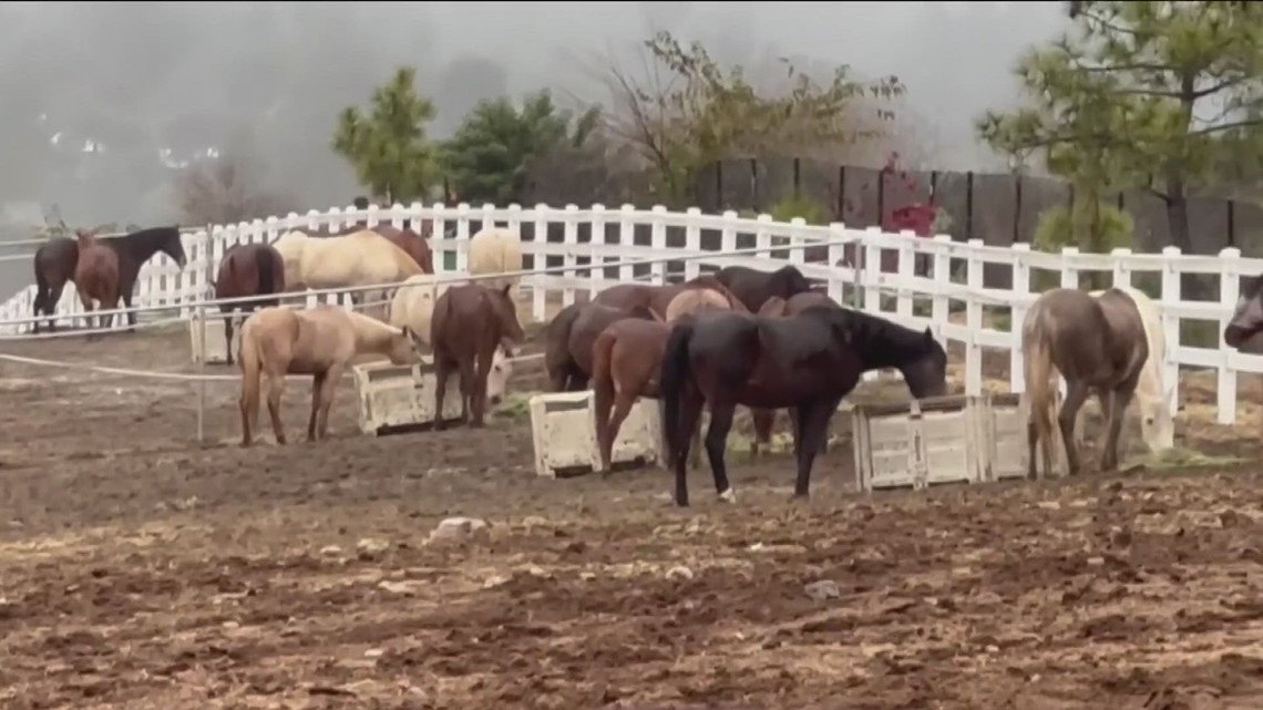 Second horse dies at Rancho Santa Fe property | cbs8.com