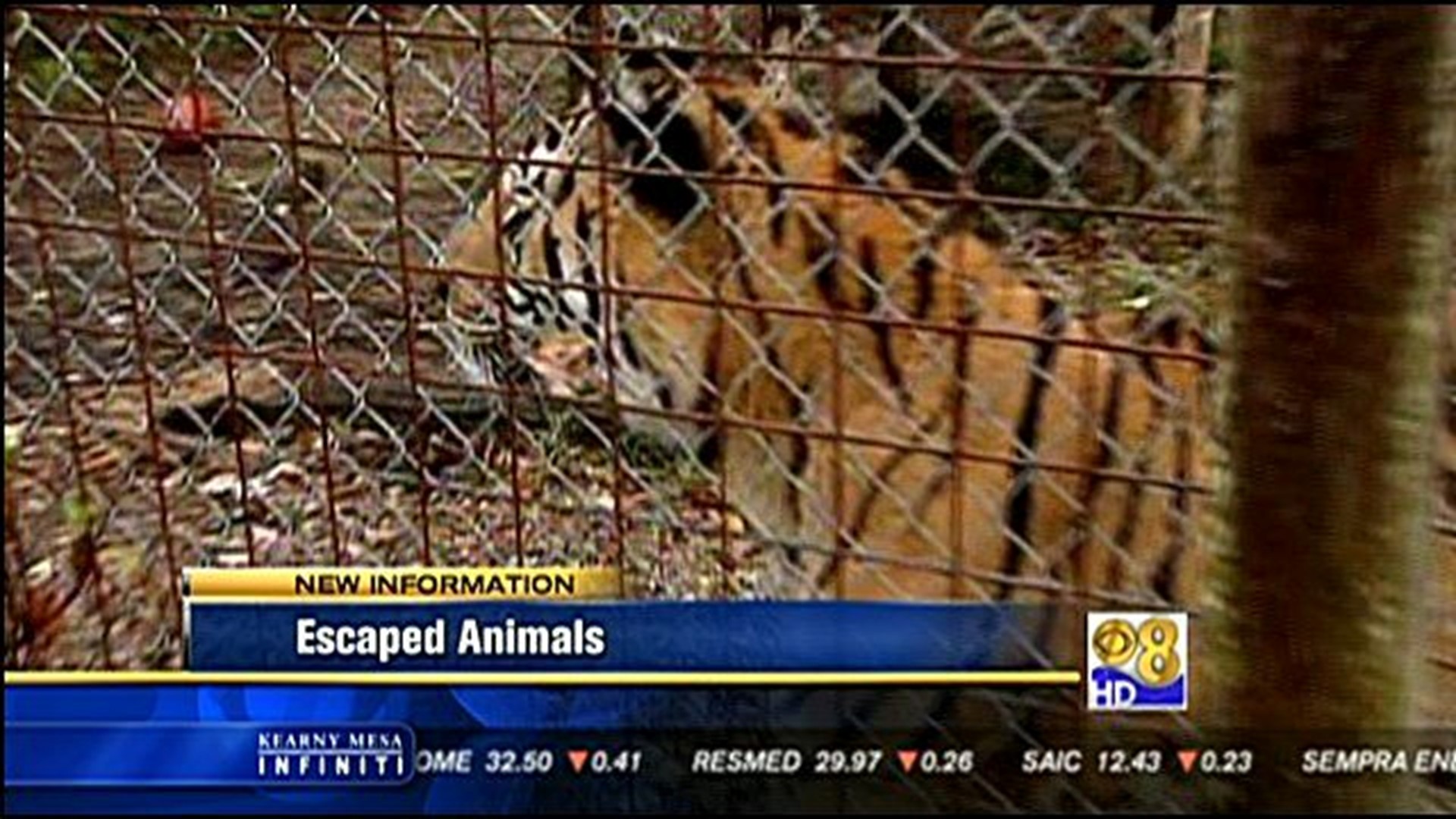 Lions and tigers shot in Ohio; owner freed them | cbs8.com