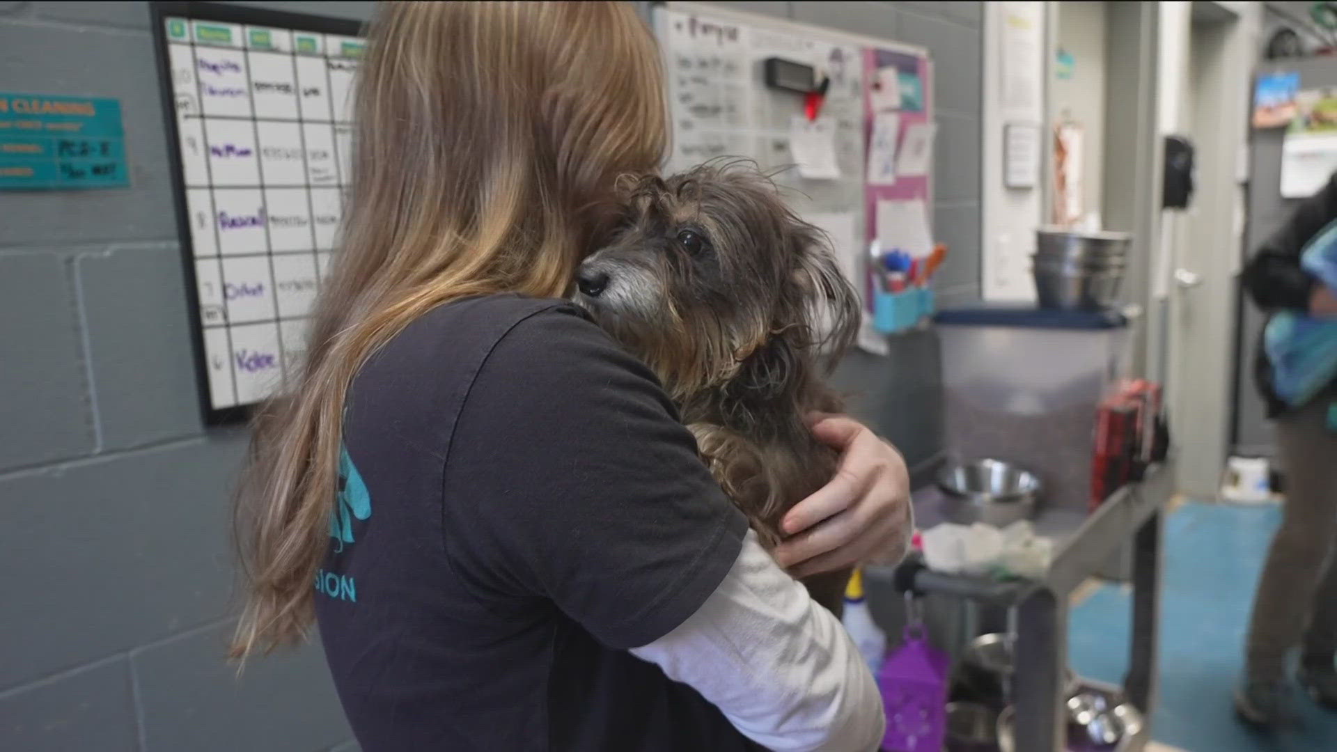 Eleven dogs of 40 rescued from La Mesa apartment find foster homes ...