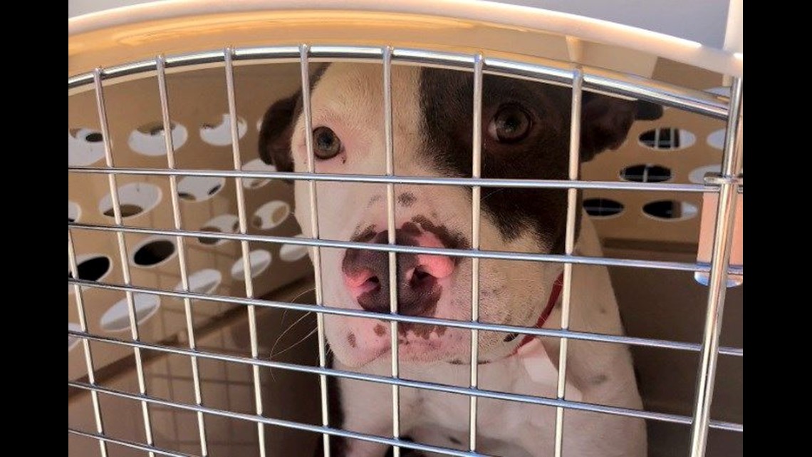 Ready to be Adopted: Hurricane Michael dogs arrive in San Diego | cbs8.com