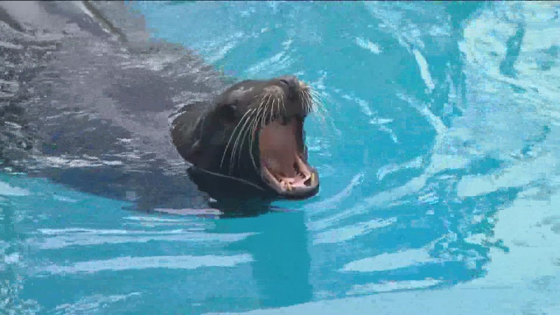 SeaWorld San Diego’s popular 'Inside Look' event is back this weekend ...