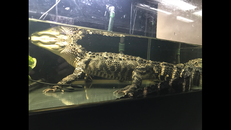 3-foot alligator dropped off at San Diego pet store | cbs8.com