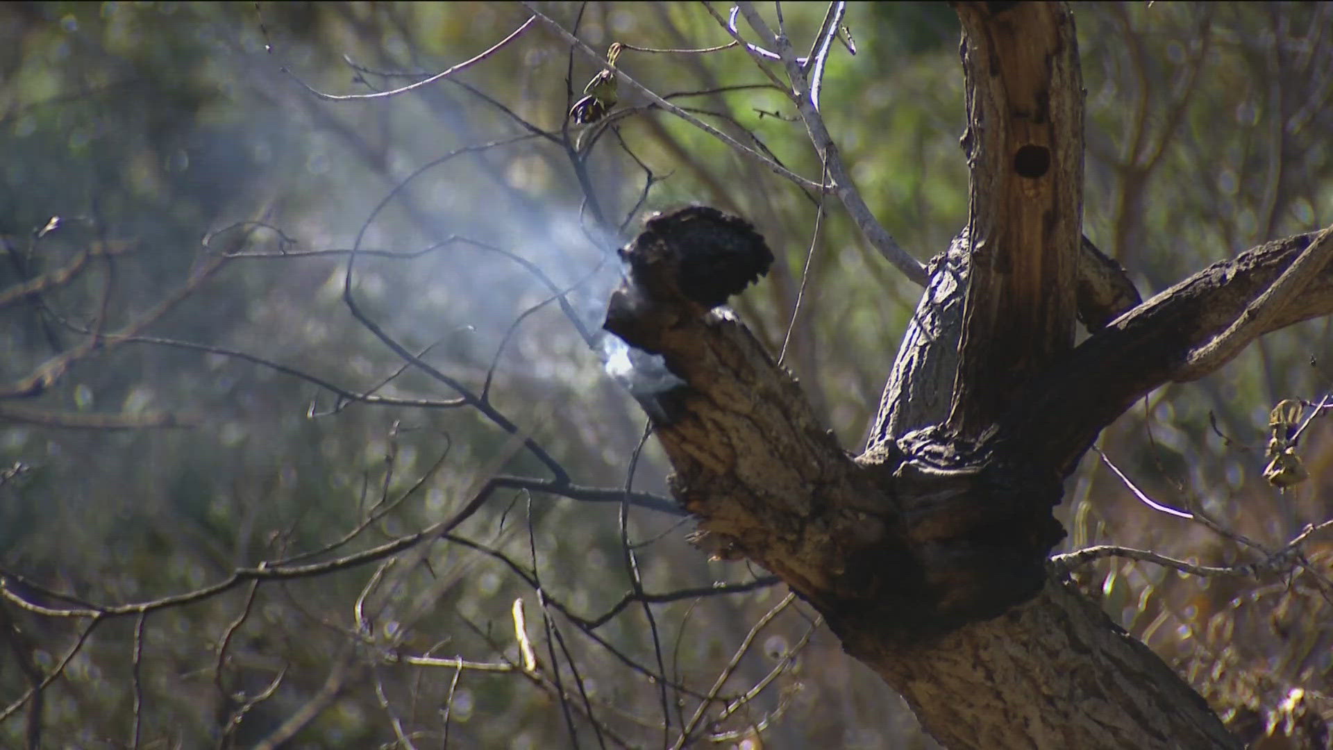 Dry and windy conditions topple trees, spark brush fire near Mission ...