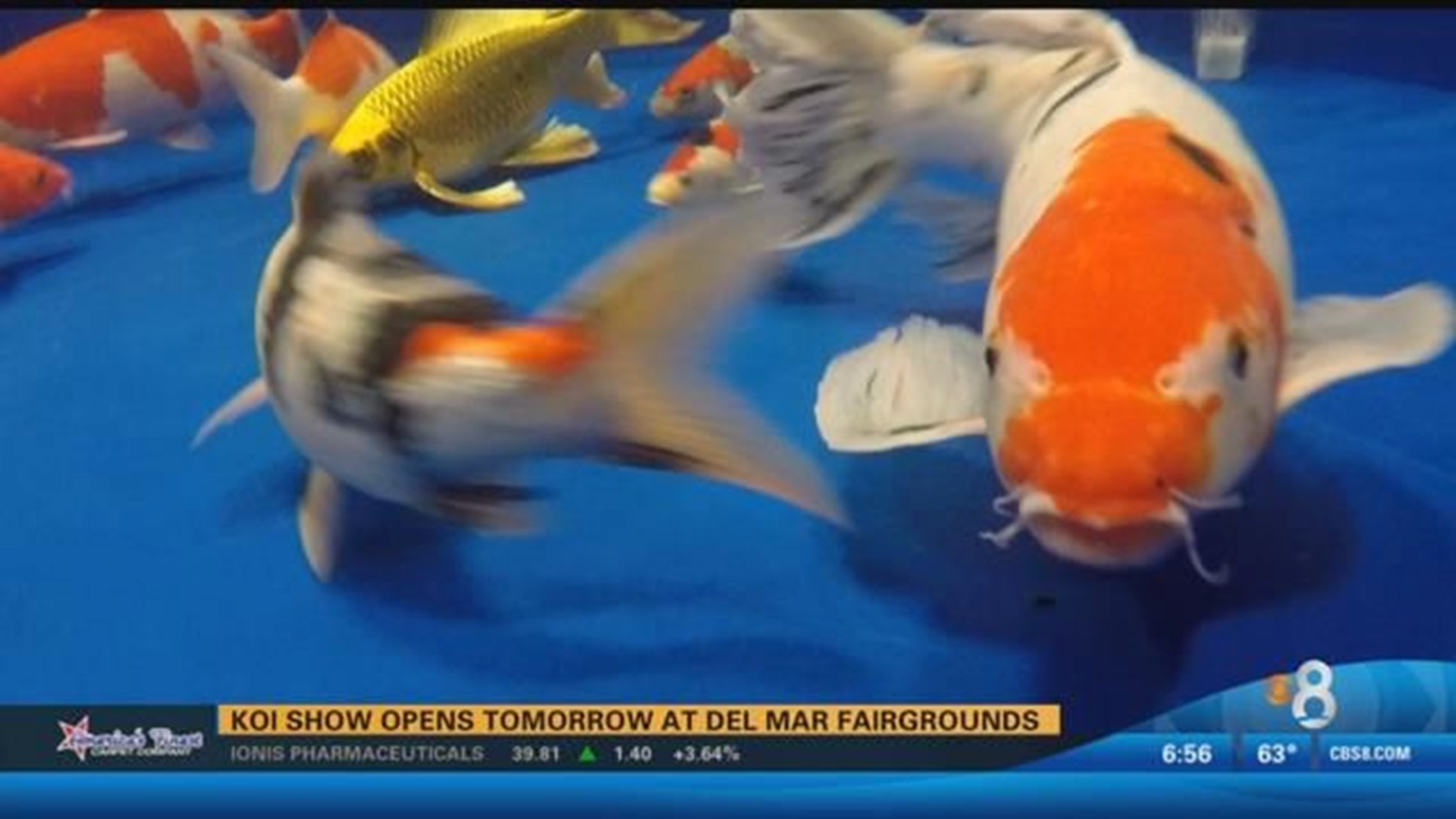 Koi show opens Saturday Del Mar Fairgrounds | cbs8.com