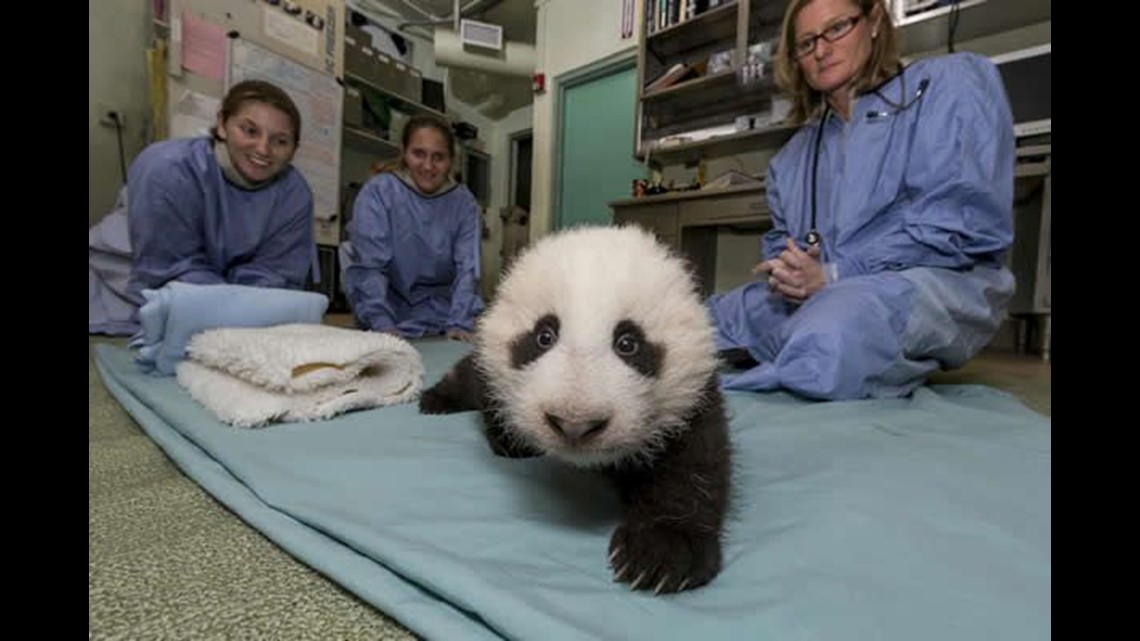 Panda cub tries to take steps during exam | cbs8.com
