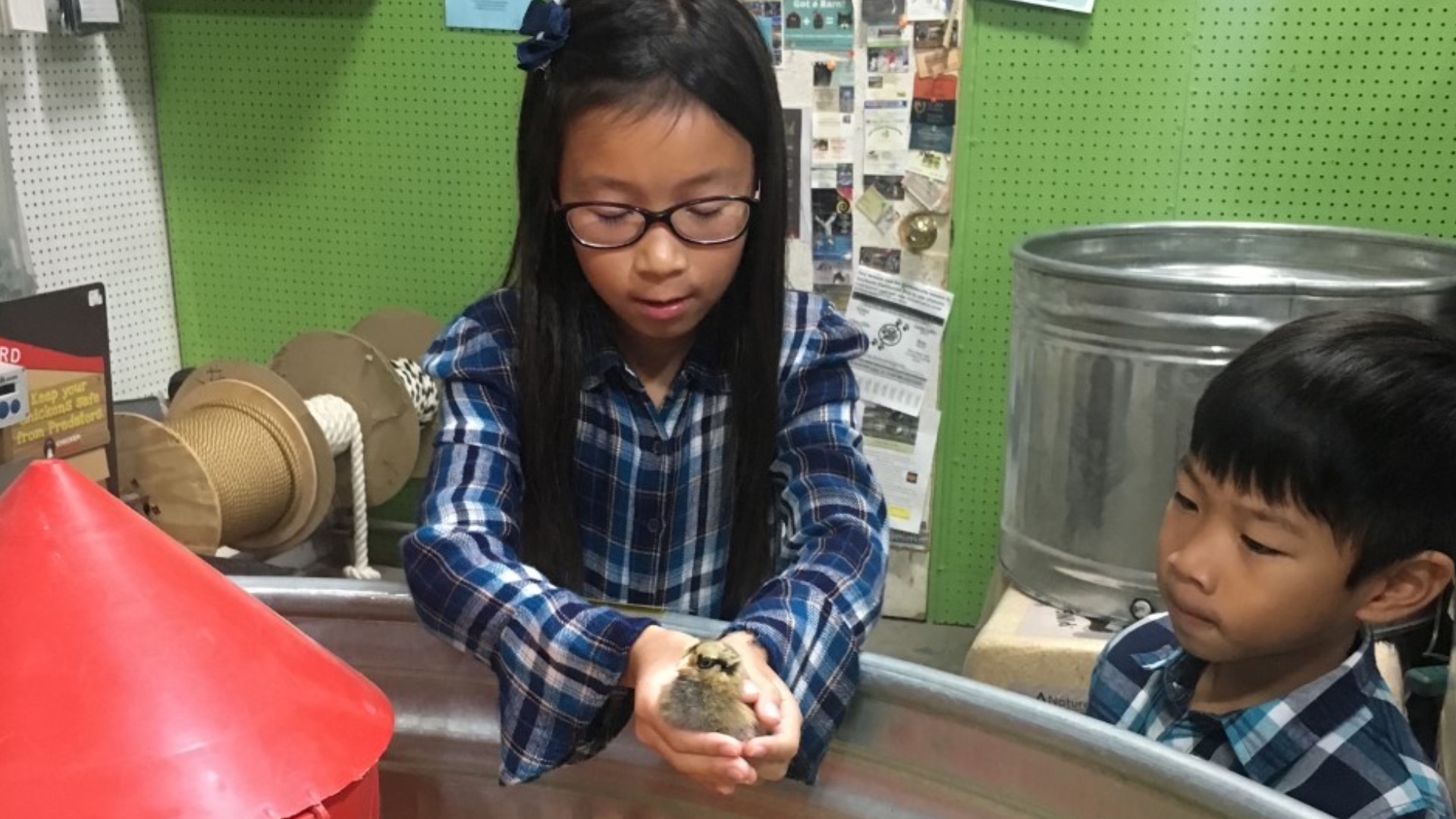 Chick Lady at Hawthorne Country Stores | cbs8.com