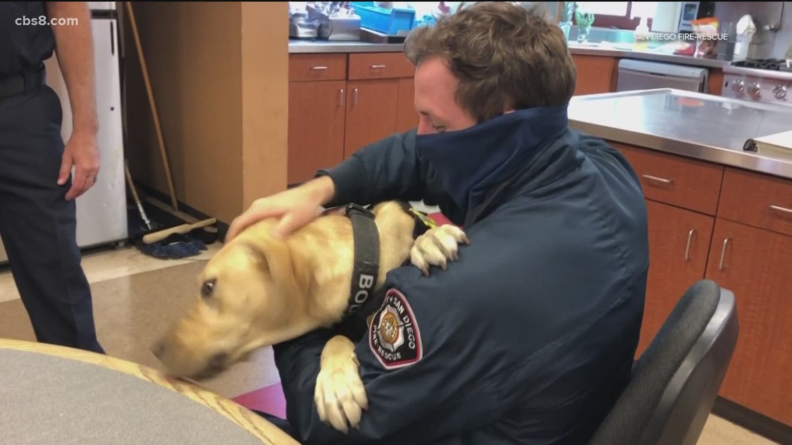 San Diego Fire-Rescue welcomes 3 crisis response dogs to the department ...