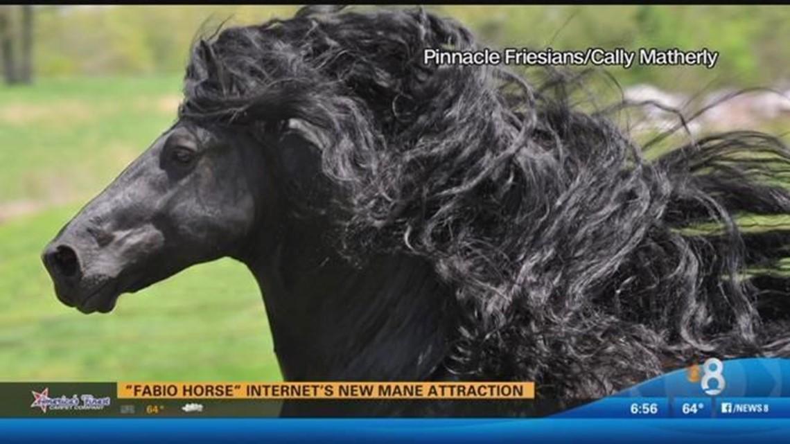Fabio Horse is Internet's new 'mane' attraction | cbs8.com