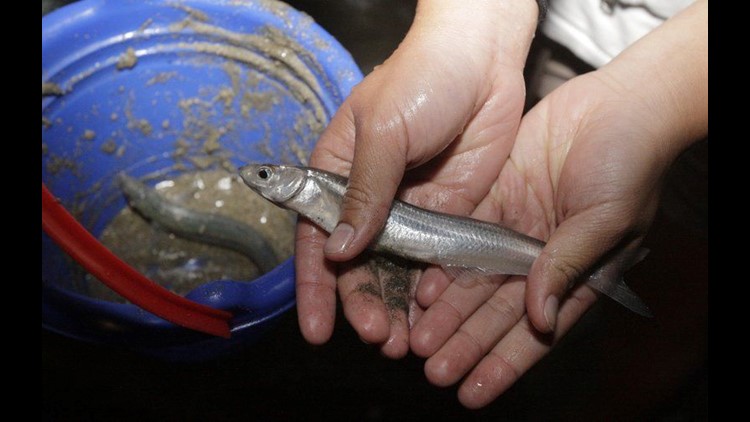 Grunion season begins on Southern California beaches | cbs8.com