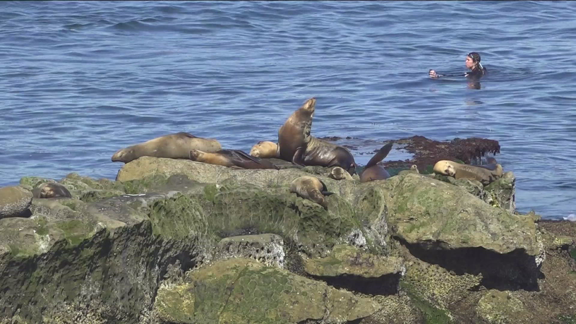 City rangers train on enforcement as they work to protect sea lions at ...