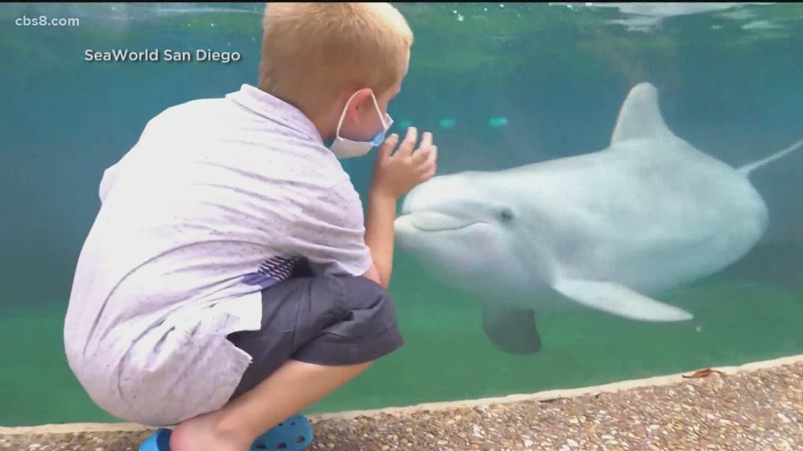 What to expect when SeaWorld San Diego reopens on Saturday | cbs8.com