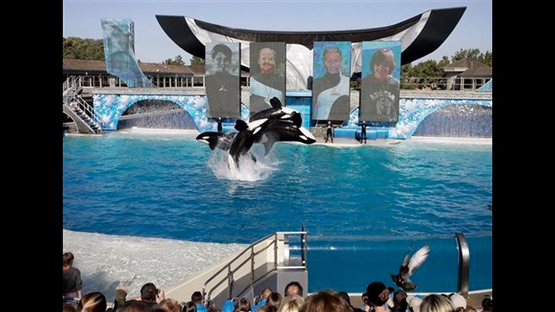 SeaWorld San Diego to phase out killer whale show | cbs8.com