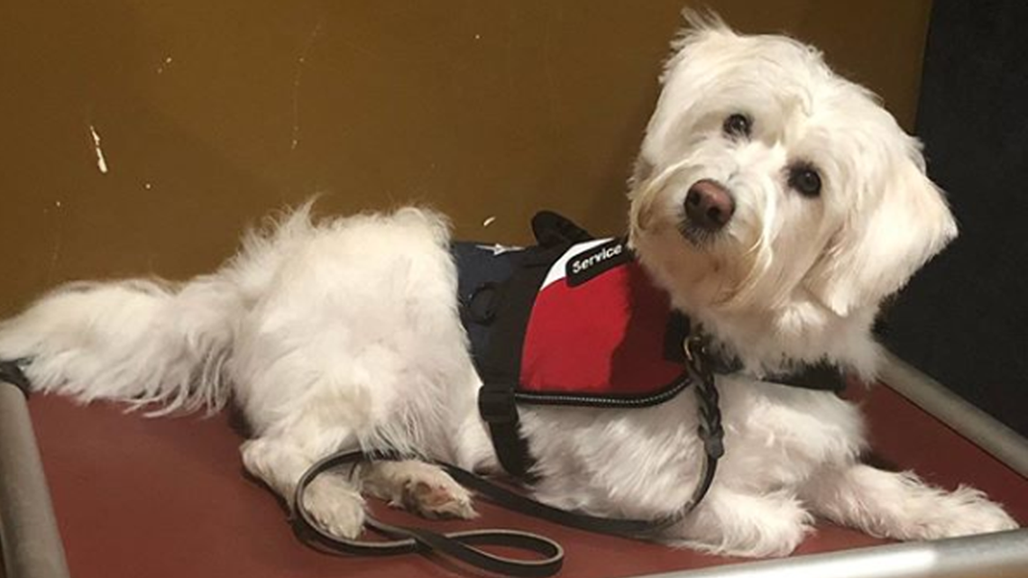 Dog Tags: Buddy takes step forward in service dog training | cbs8.com