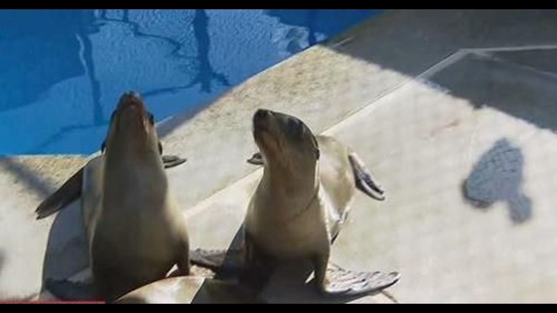 SeaWorld San Diego reveals its plans for 2018 | cbs8.com