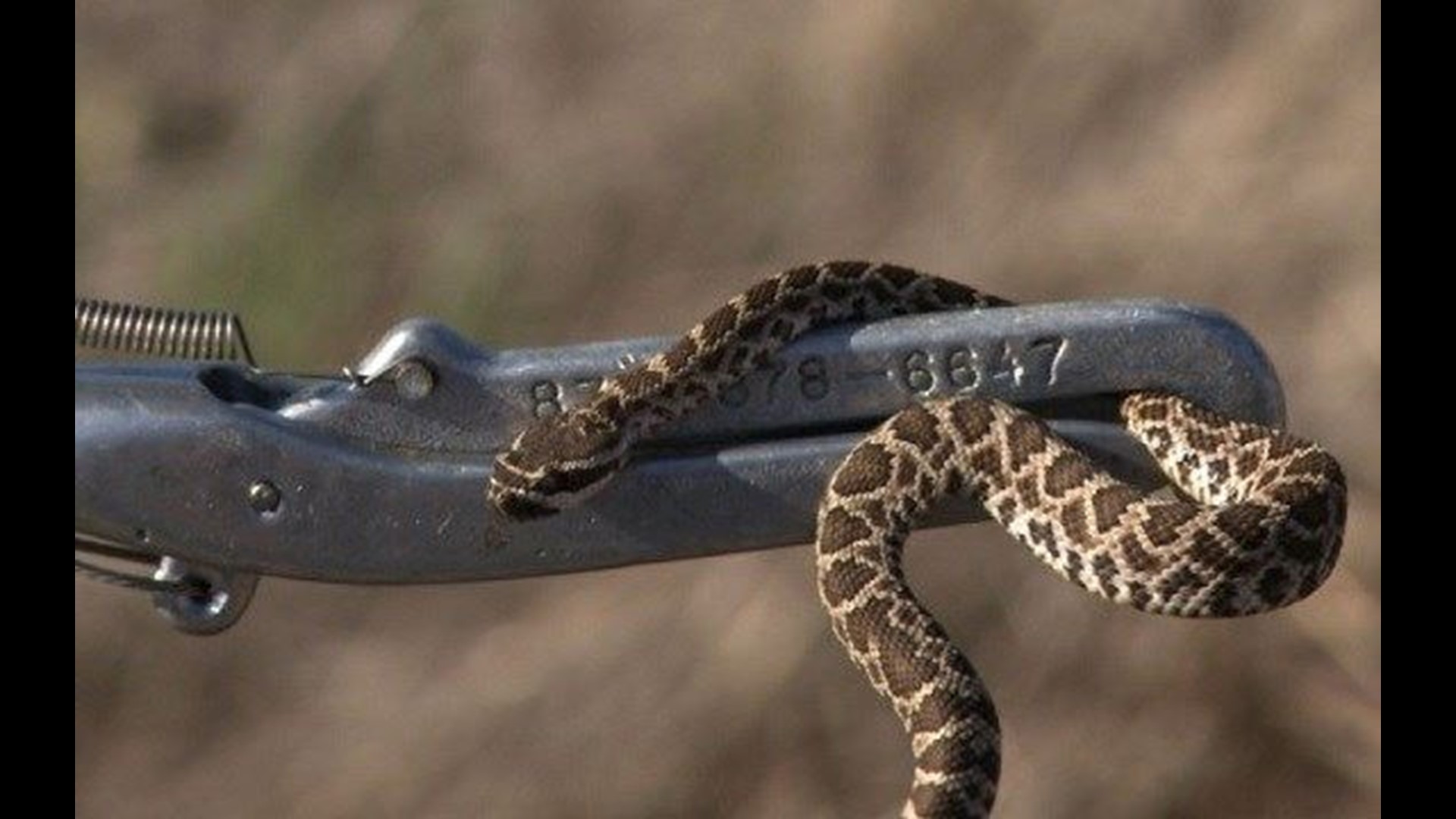 Rising temps roust rattlesnakes across San Diego | cbs8.com