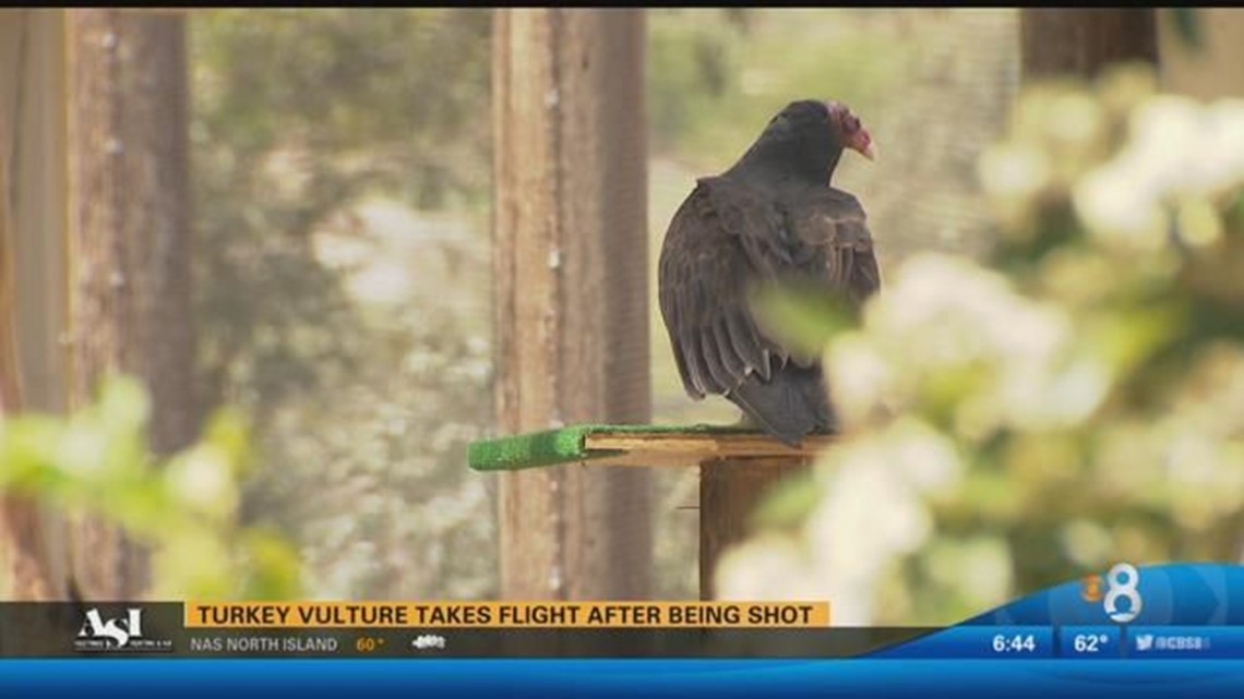 Turkey vulture takes flight after being shot | cbs8.com