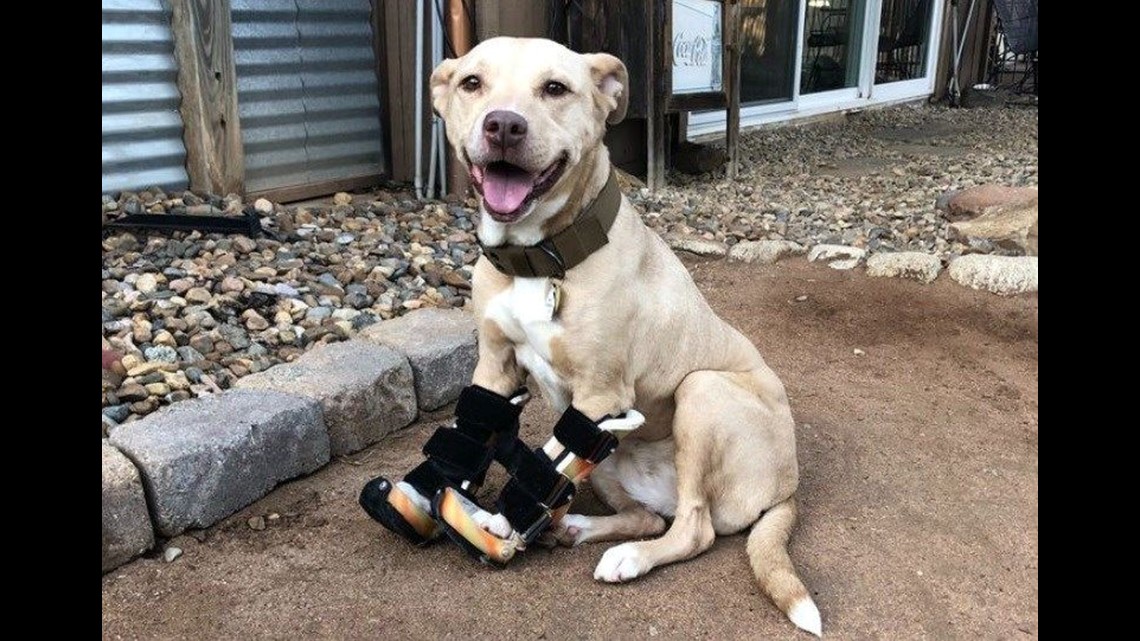 Special needs dog rescued in Arizona looking for a forever home in San ...