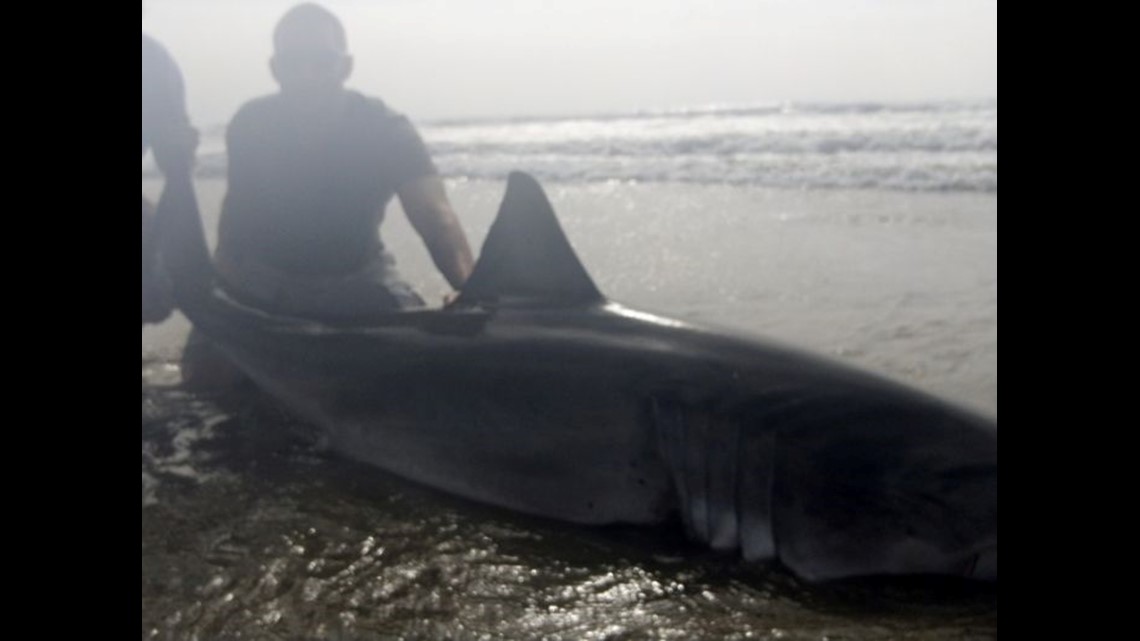 Local angler's amazing catch: reeling in & releasing a great white ...