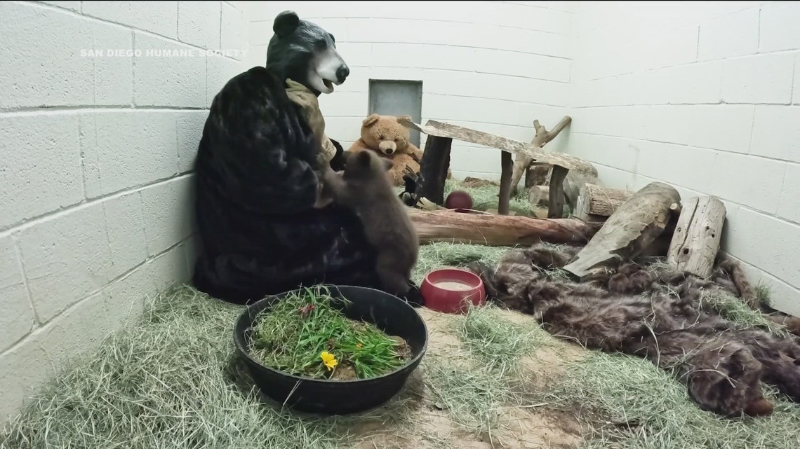 Orphaned bear cub receives unique care in California | cbs8.com