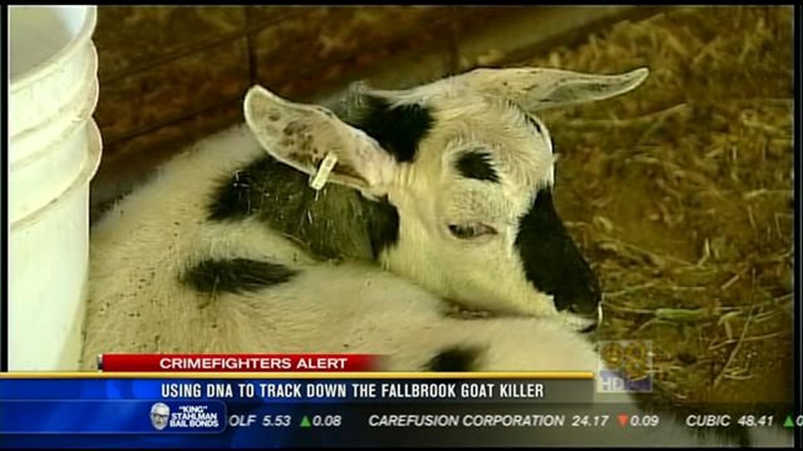 Using DNA to track down the Fallbrook goat killer | cbs8.com