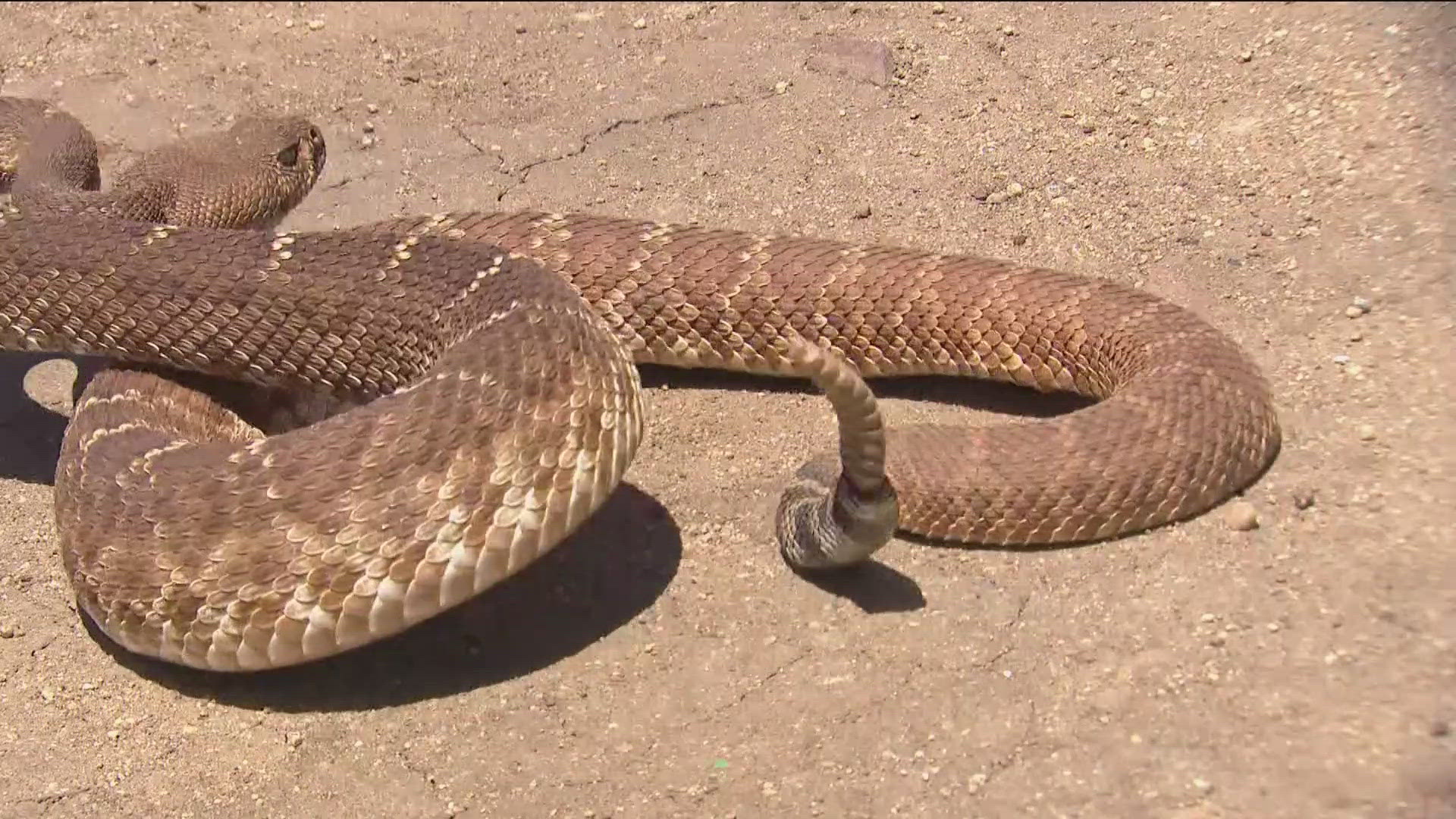 Rattlesnake myths debunked | cbs8.com