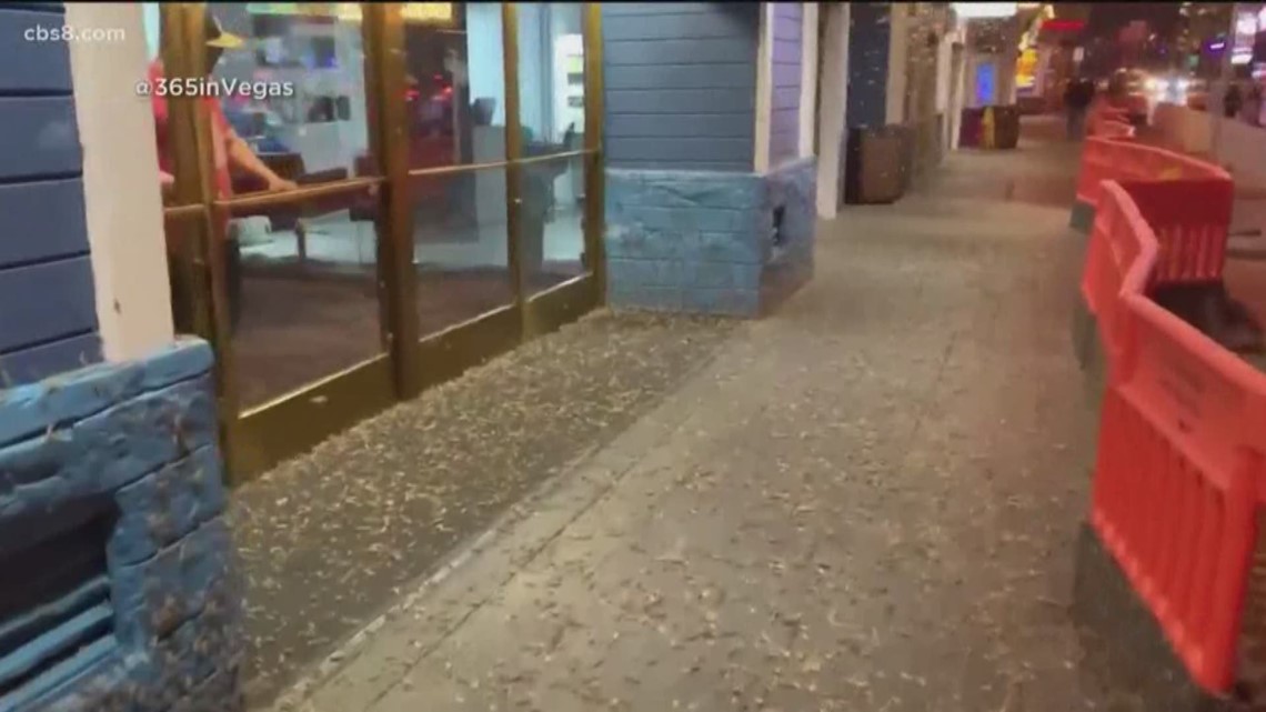 Las Vegas dealing with grasshopper invasion of biblical proportions ...