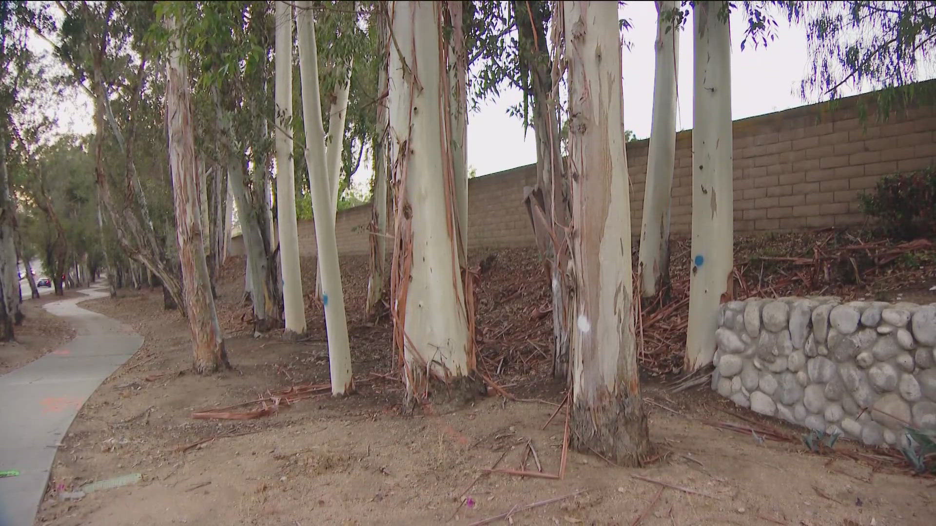 Poway enhances wildfire safety with hazardous tree removal | cbs8.com