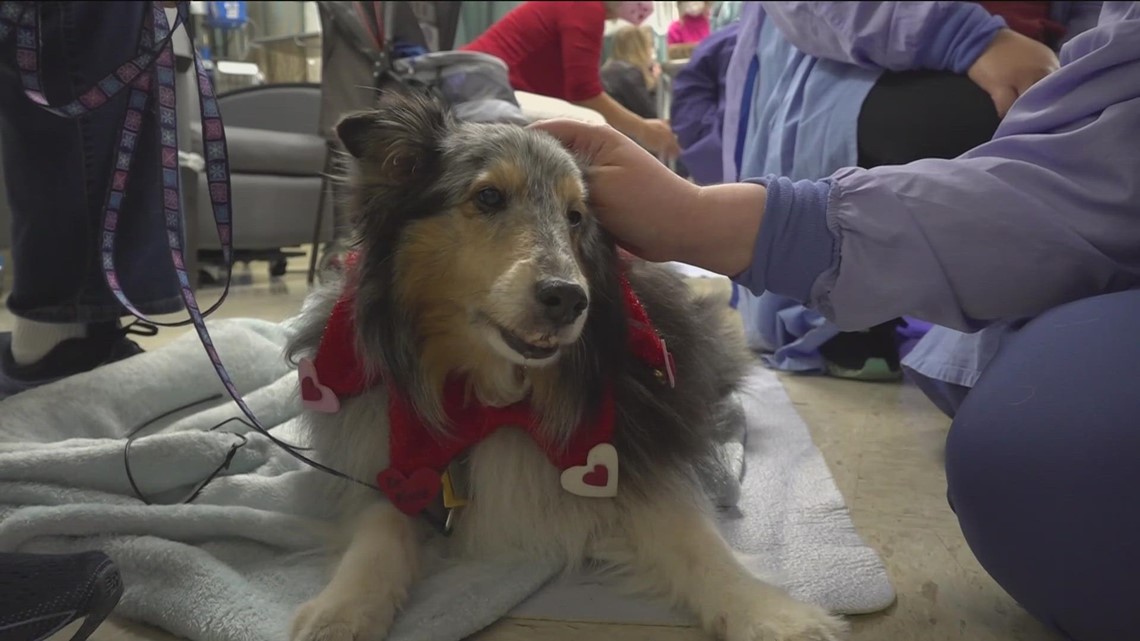 Cupid delivers therapy snuggles to Sharp Memorial Healthcare staff ...
