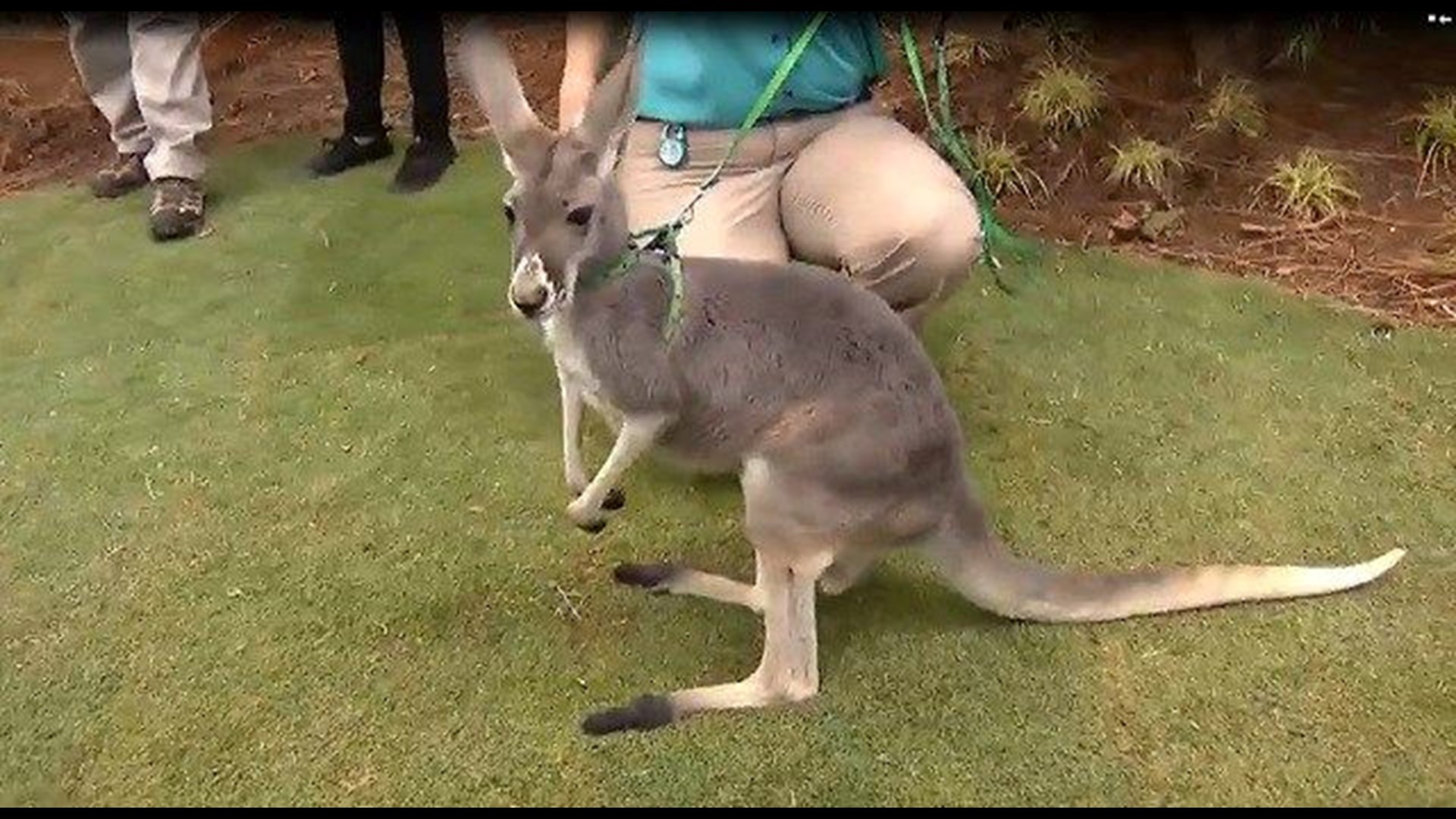 Walkabout Australia makes its debut at San Diego Safari Park | cbs8.com