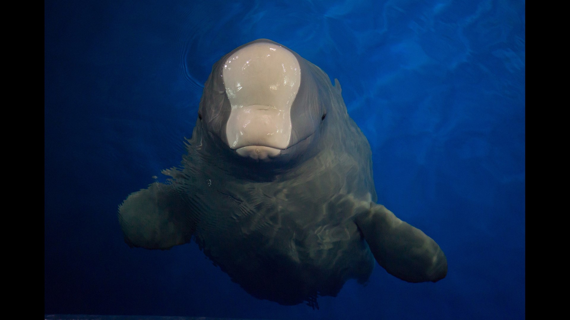 Two beluga whales are leaving captivity for a sanctuary | cbs8.com
