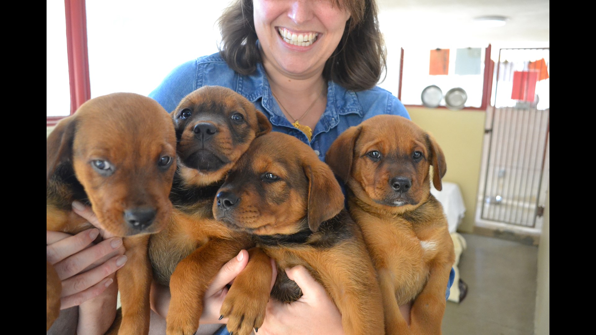 Helen Woodward Animal Center seeks foster families as it sees an influx ...