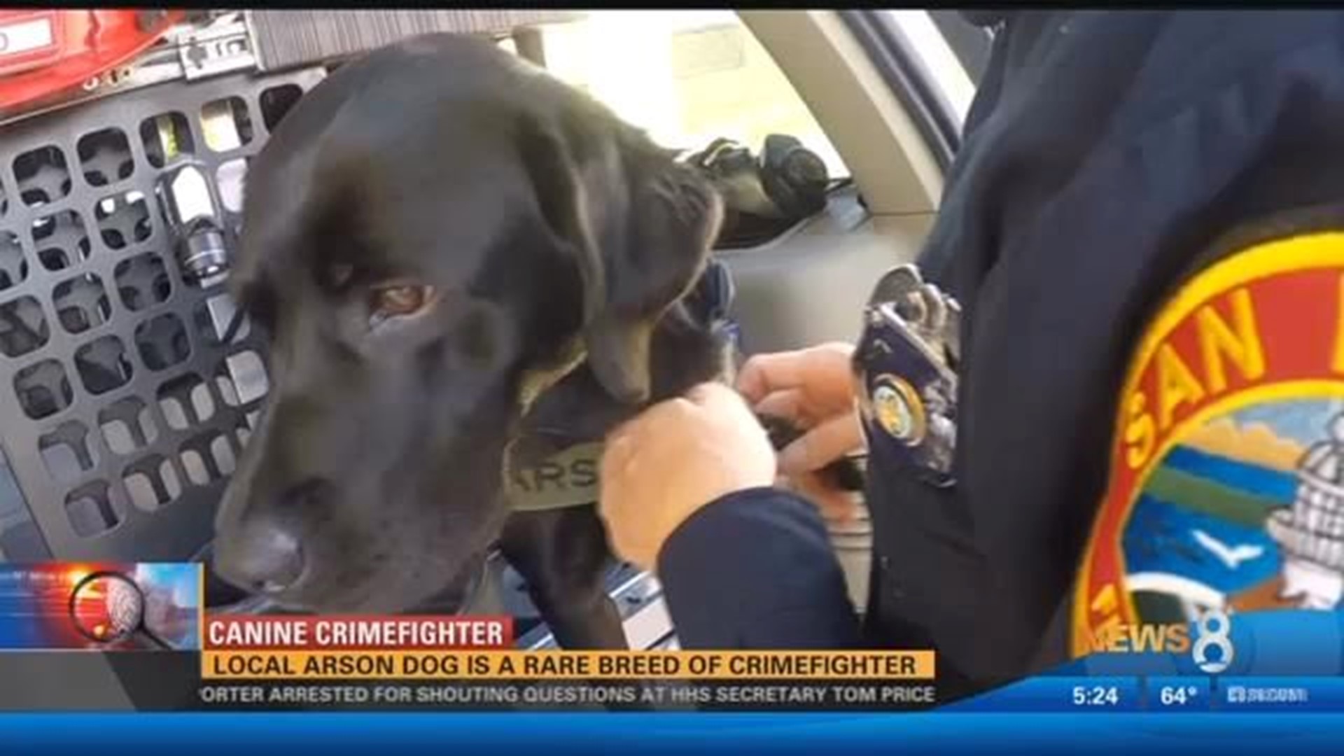 Local arson dog is a rare breed of crime-fighter | cbs8.com