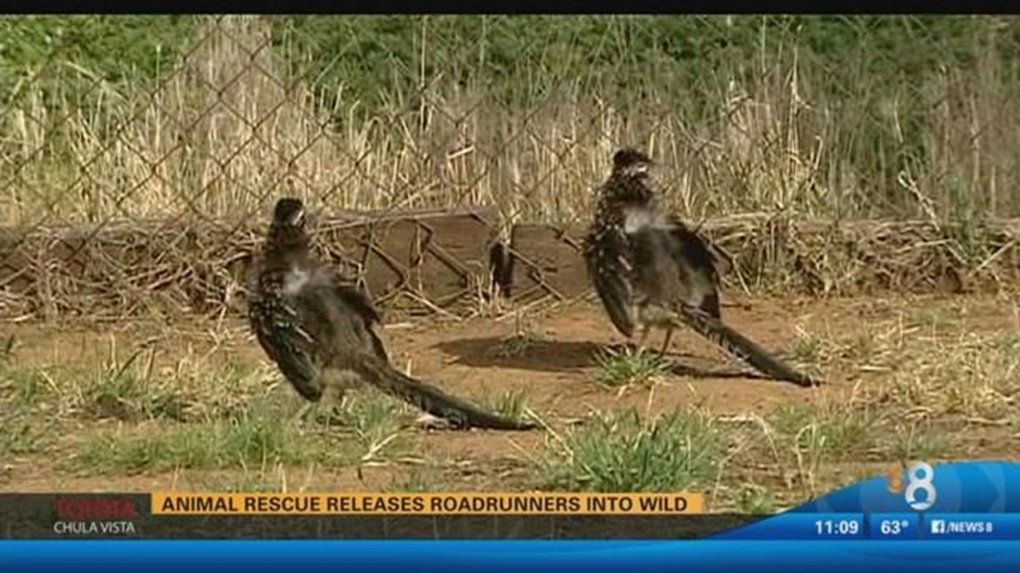 Rescued roadrunner chicks released into the wild | cbs8.com