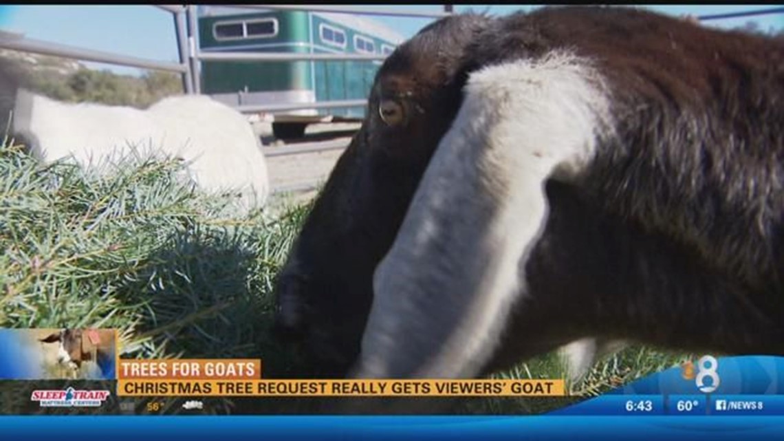 Trees for Goats: Christmas tree request really gets viewers' goat ...