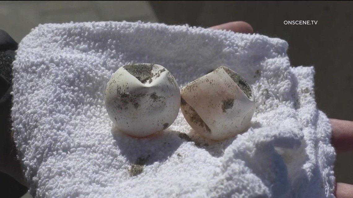 Mystery eggs found in Imperial Beach | cbs8.com