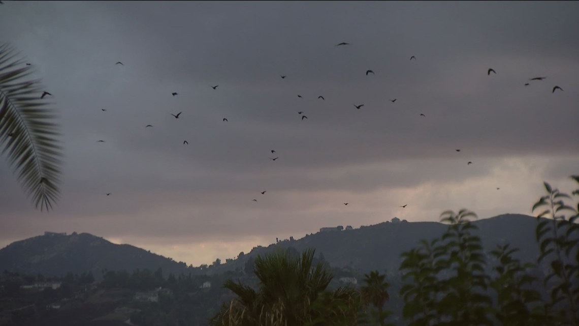 Why are there so many crows, ravens in San Diego | cbs8.com