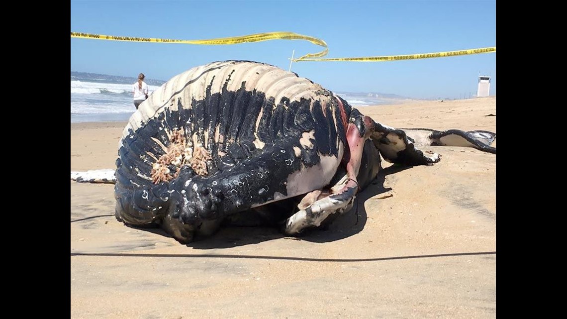 Dead whale washes ashore at Silver Strand State Beach | cbs8.com