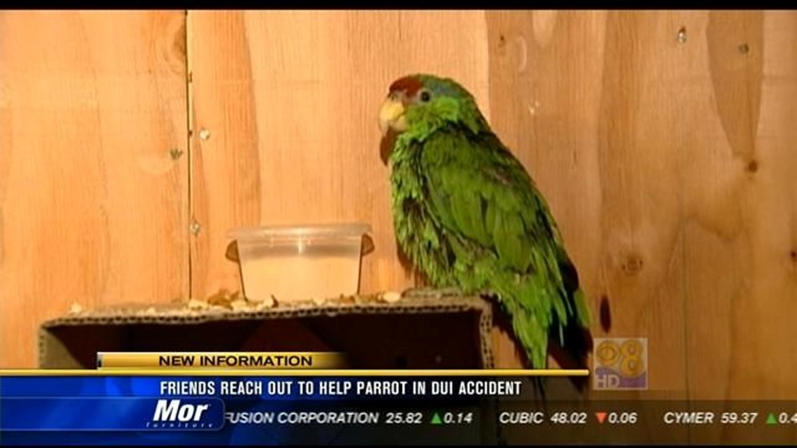 Friends reach out to help parrot in DUI accident | cbs8.com