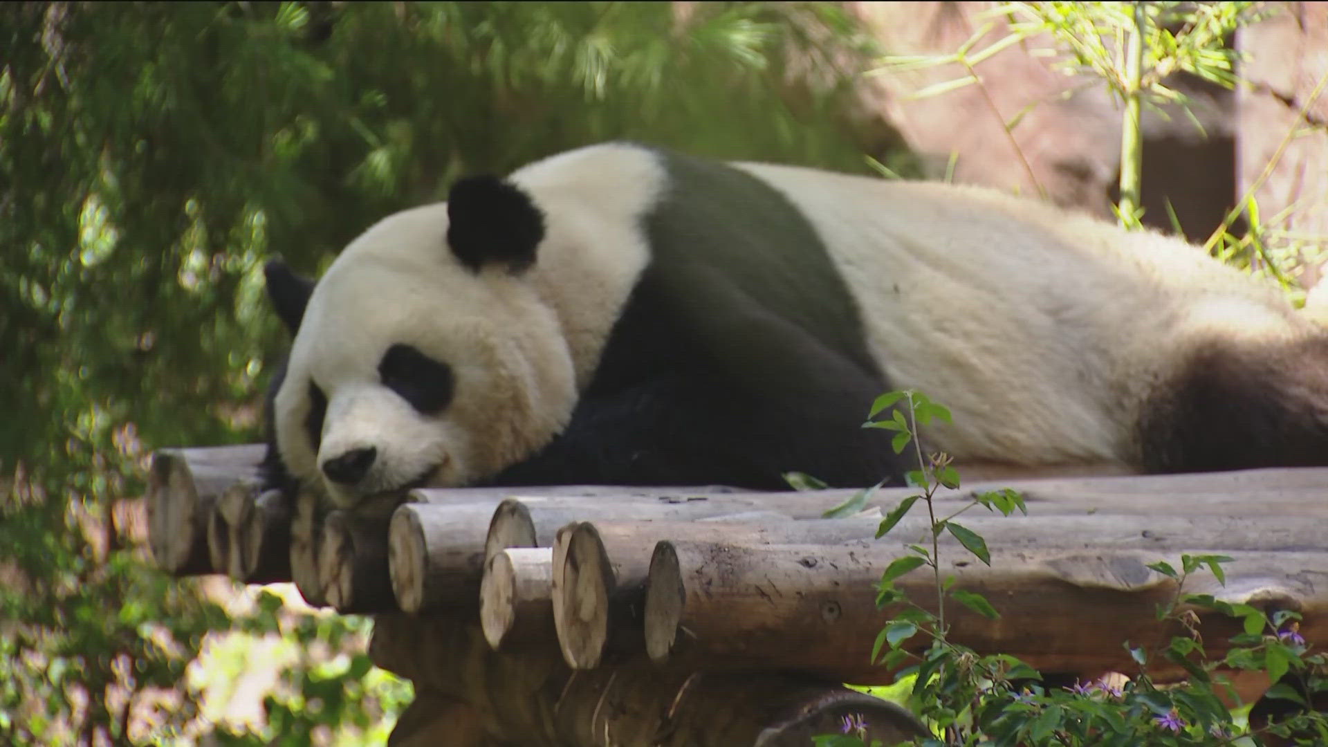 One year since giant pandas made their debut at the San Diego Zoo | cbs8.com