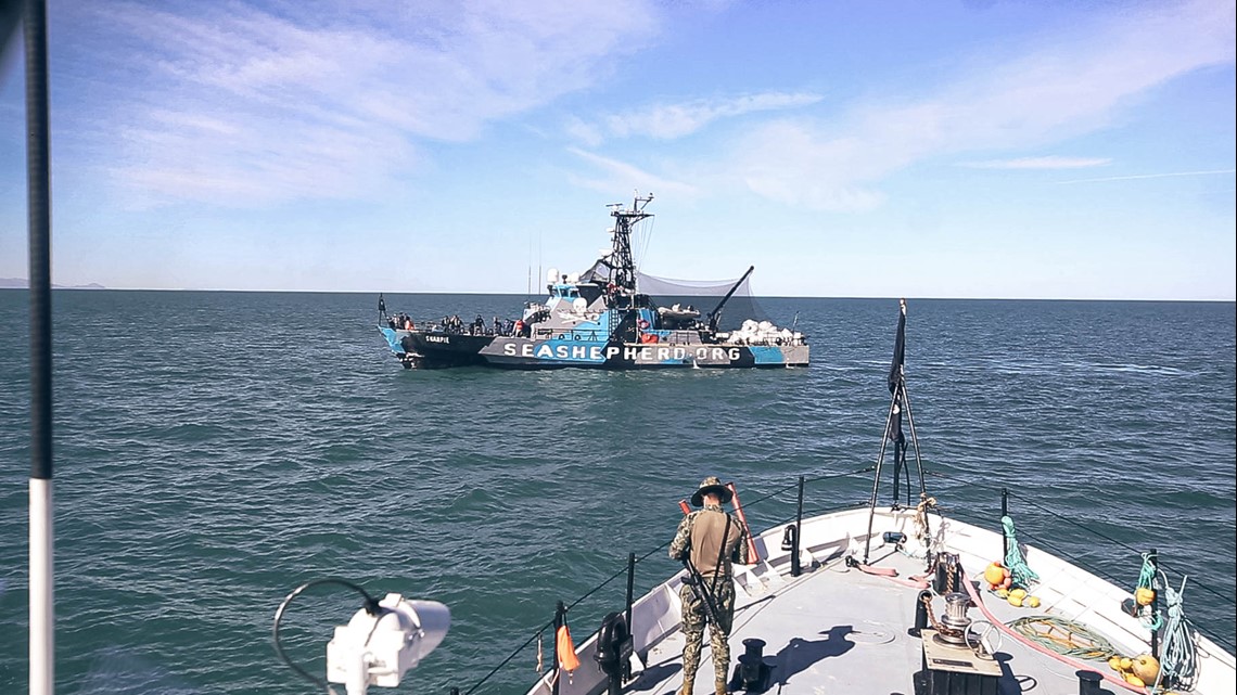 Shots fired at conservation group’s ship in the Upper Gulf of ...