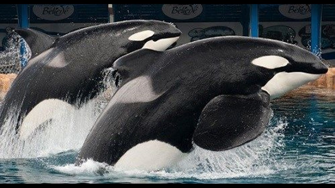 PETA protest demands SeaWorld release its orcas | cbs8.com