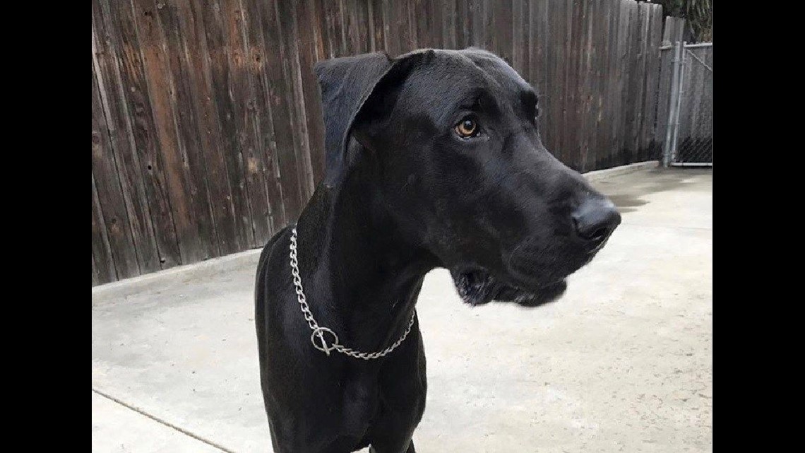 Your Stories: Man desperate to find his Great Dane support dog | cbs8.com