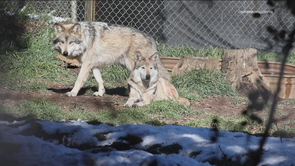 Celebrating Wolf Awareness Week | cbs8.com