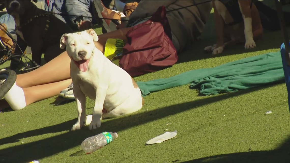 Animal care organizations team up in San Diego to help pets of people ...