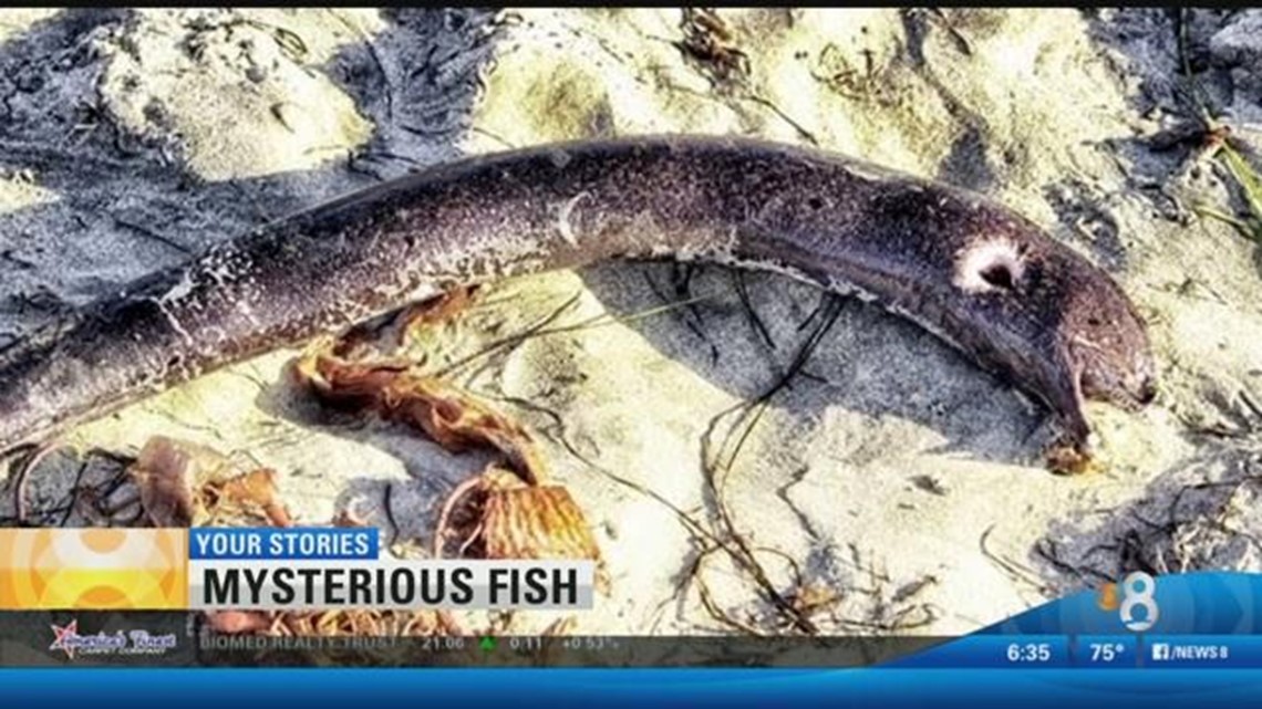 What is that? Strange creature washes up in Pacific Beach | cbs8.com