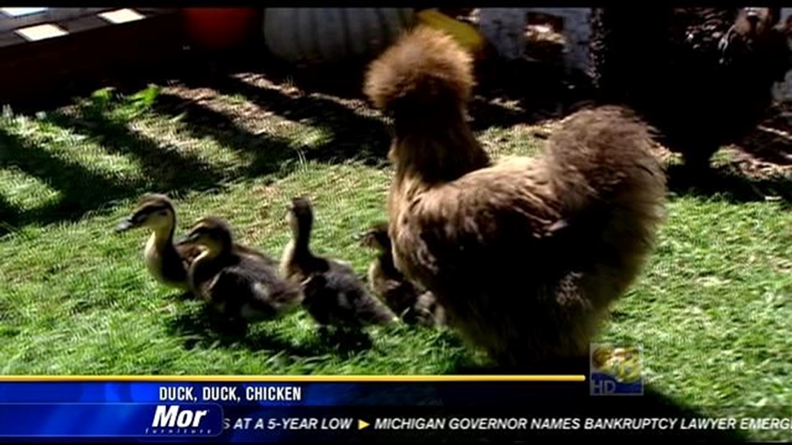 Duck, duck, chicken | cbs8.com